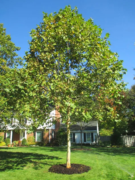 EXCLAMATION! London Planetrees For Sale | The Tree Center
