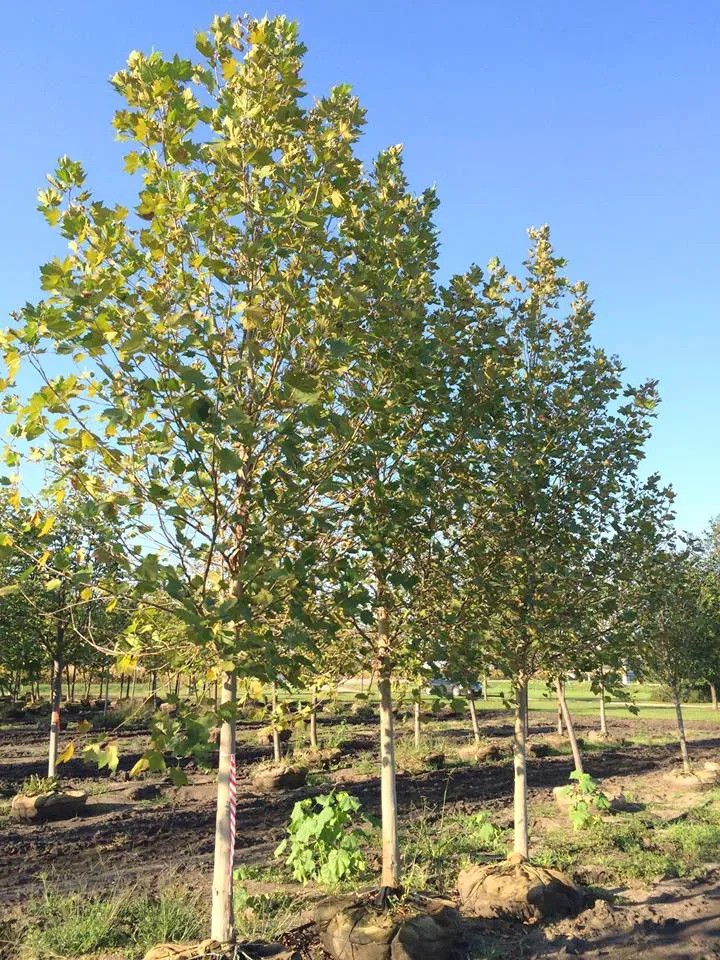 EXCLAMATION! London Planetrees For Sale | The Tree Center