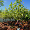 EXCLAMATION! London Planetrees For Sale | The Tree Center