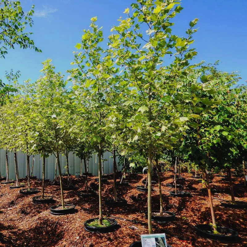 EXCLAMATION! London Planetrees For Sale | The Tree Center