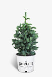 Fat Albert Colorado Blue Spruce For Sale Online | The Tree Center