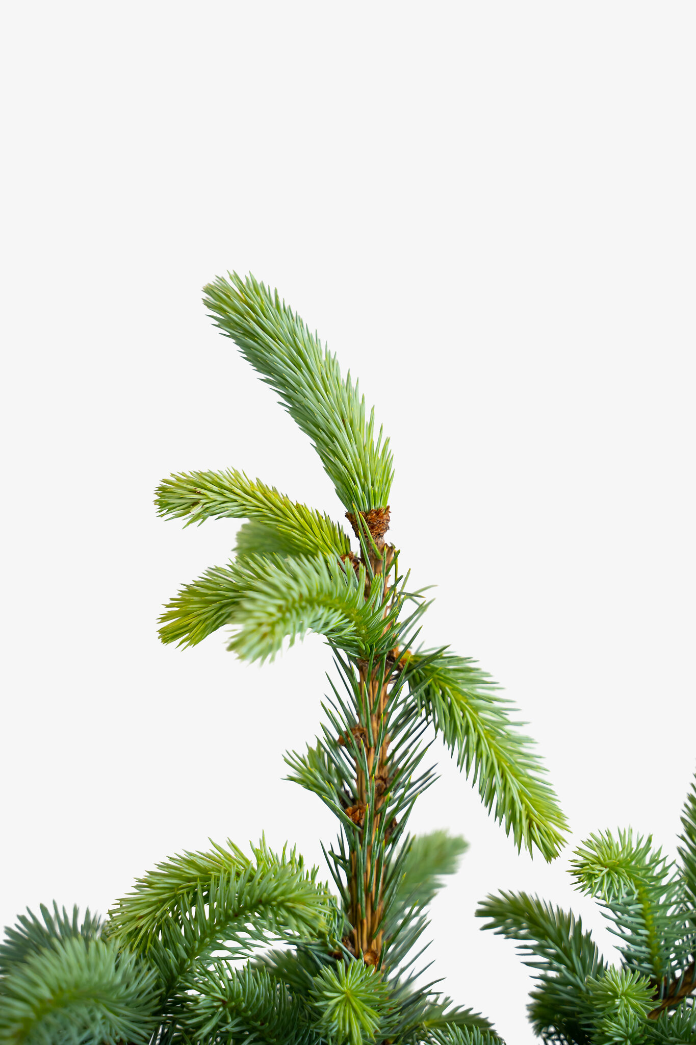 Fat Albert Colorado Blue Spruce For Sale Online | The Tree Center
