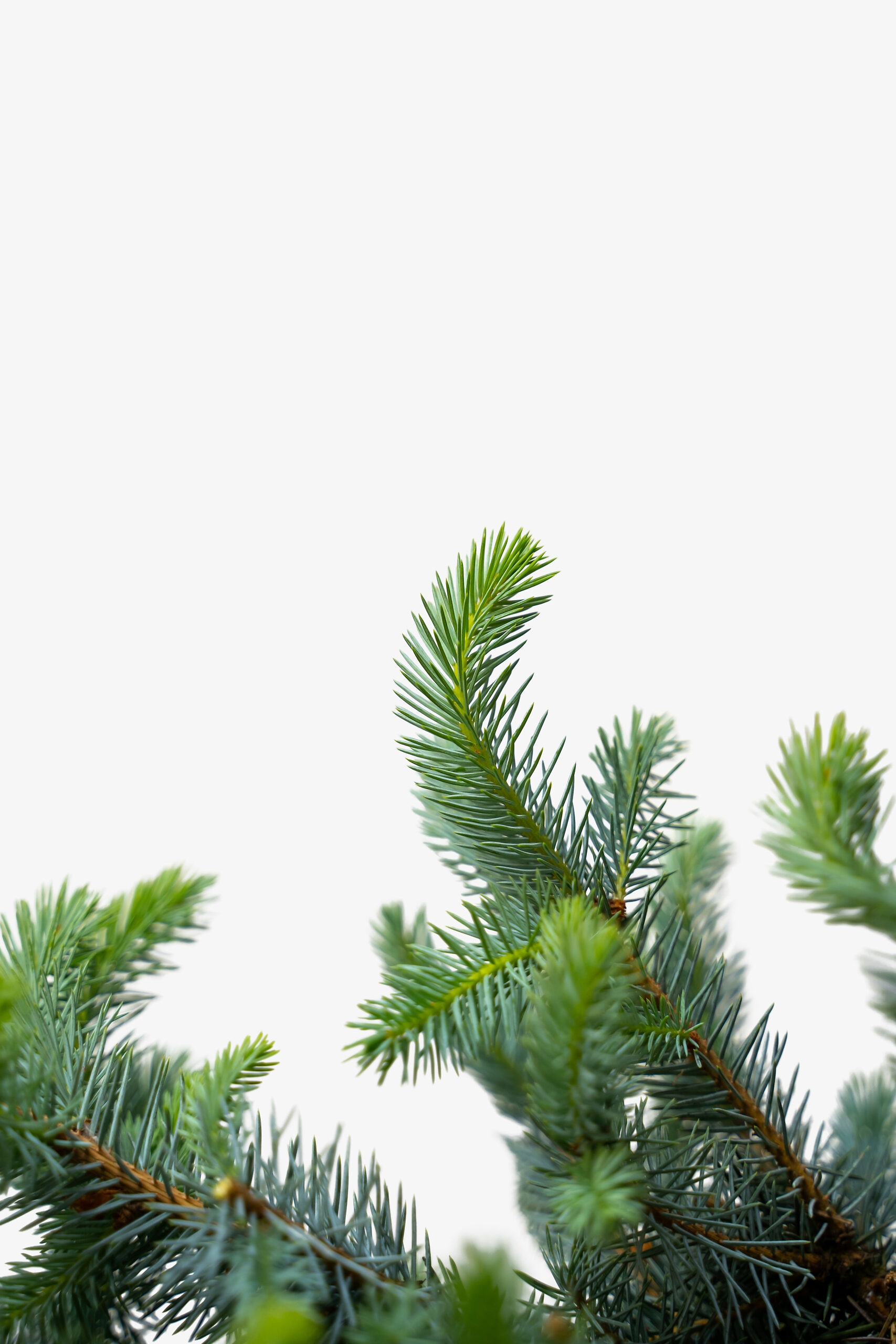Fat Albert Colorado Blue Spruce For Sale Online | The Tree Center