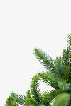 Fat Albert Colorado Blue Spruce For Sale Online | The Tree Center