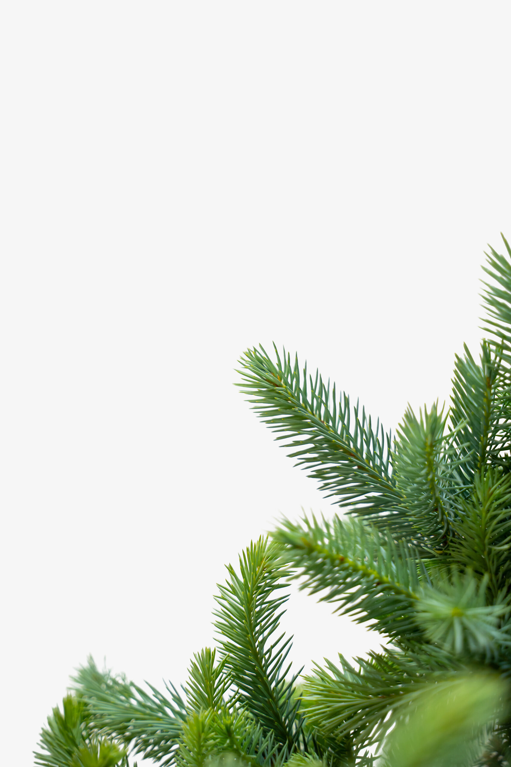 Fat Albert Colorado Blue Spruce For Sale Online | The Tree Center