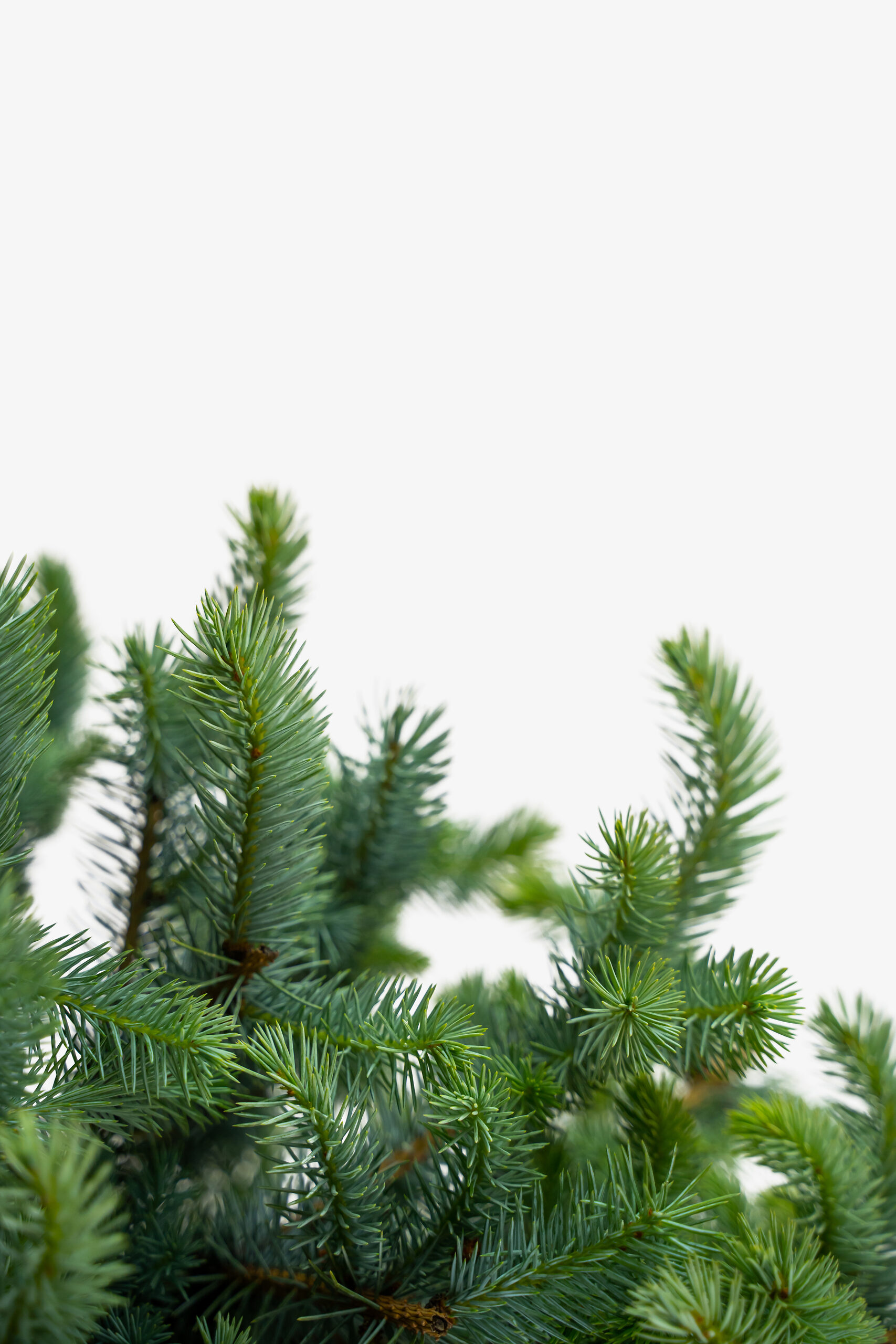 Fat Albert Colorado Blue Spruce For Sale Online | The Tree Center