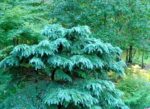 Meet the True Cedars – the Genus Cedrus | The Tree Center™