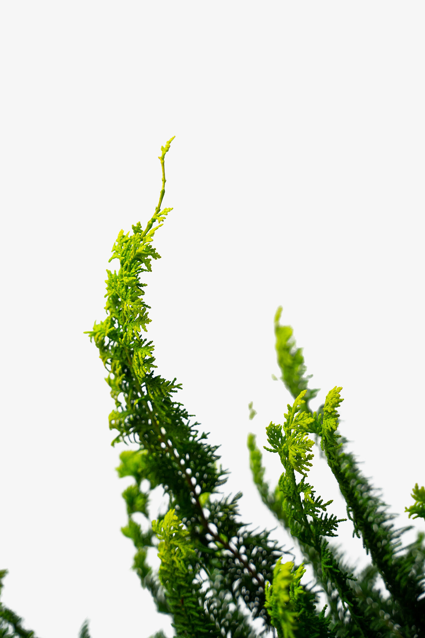 Fernspray Gold Hinoki Cypress Trees For Sale | The Tree Center