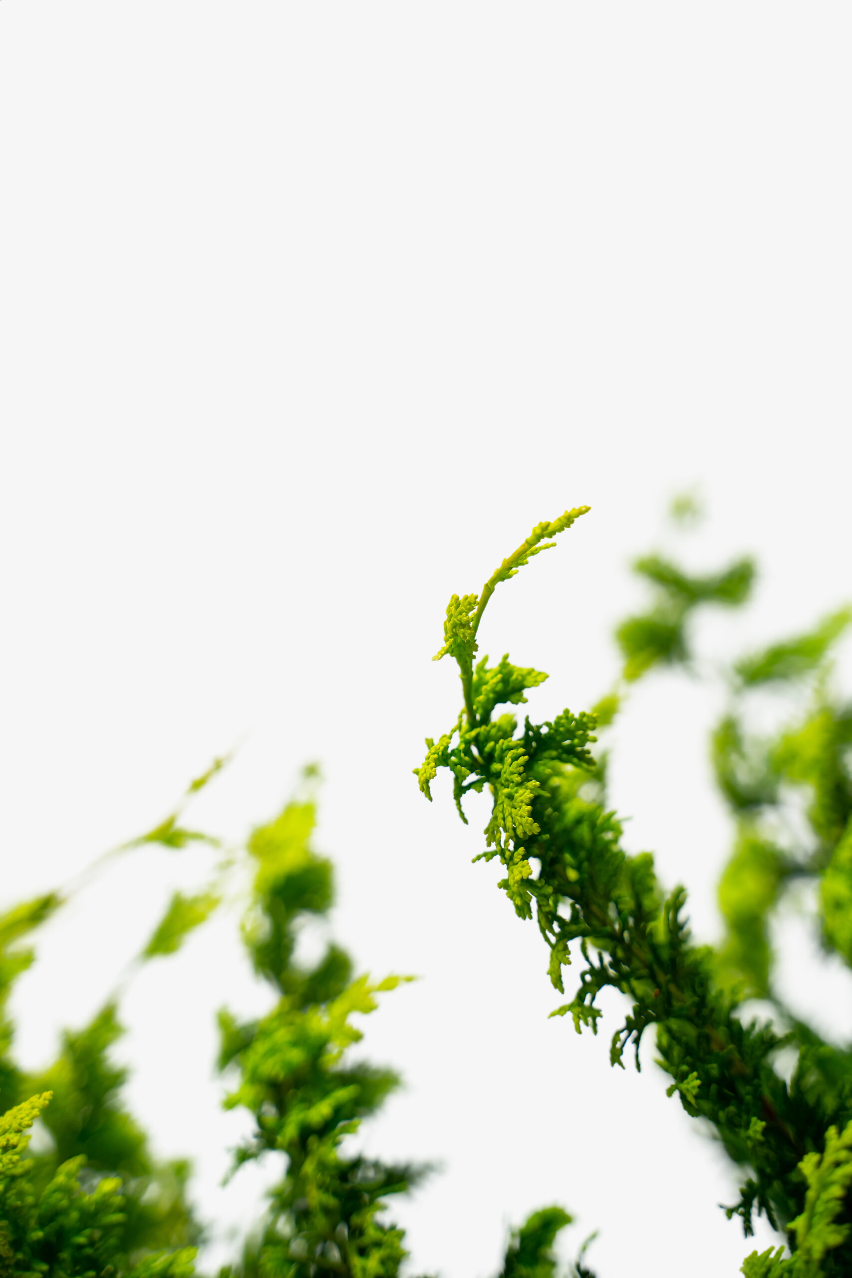 Fernspray Gold Hinoki Cypress Trees For Sale | The Tree Center Fernspray Gold Hinoki Cypress Trees For Sale | The Tree Center