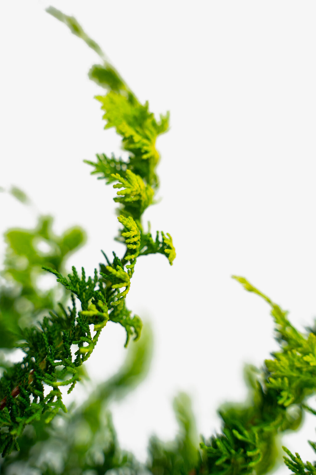 Fernspray Gold Hinoki Cypress Trees For Sale | The Tree Center