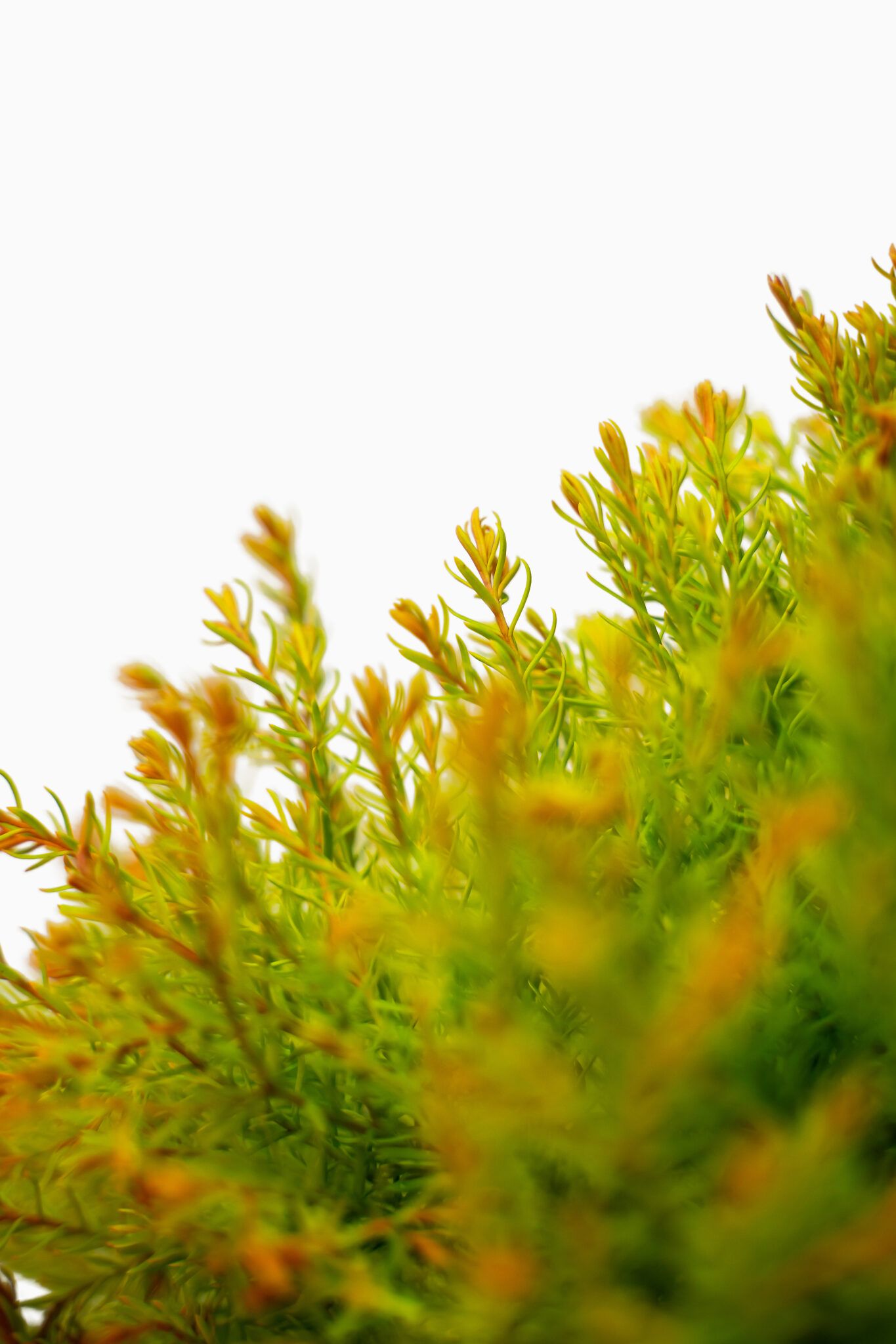 Fire Chief Arborvitae Trees For Sale Online | The Tree Center