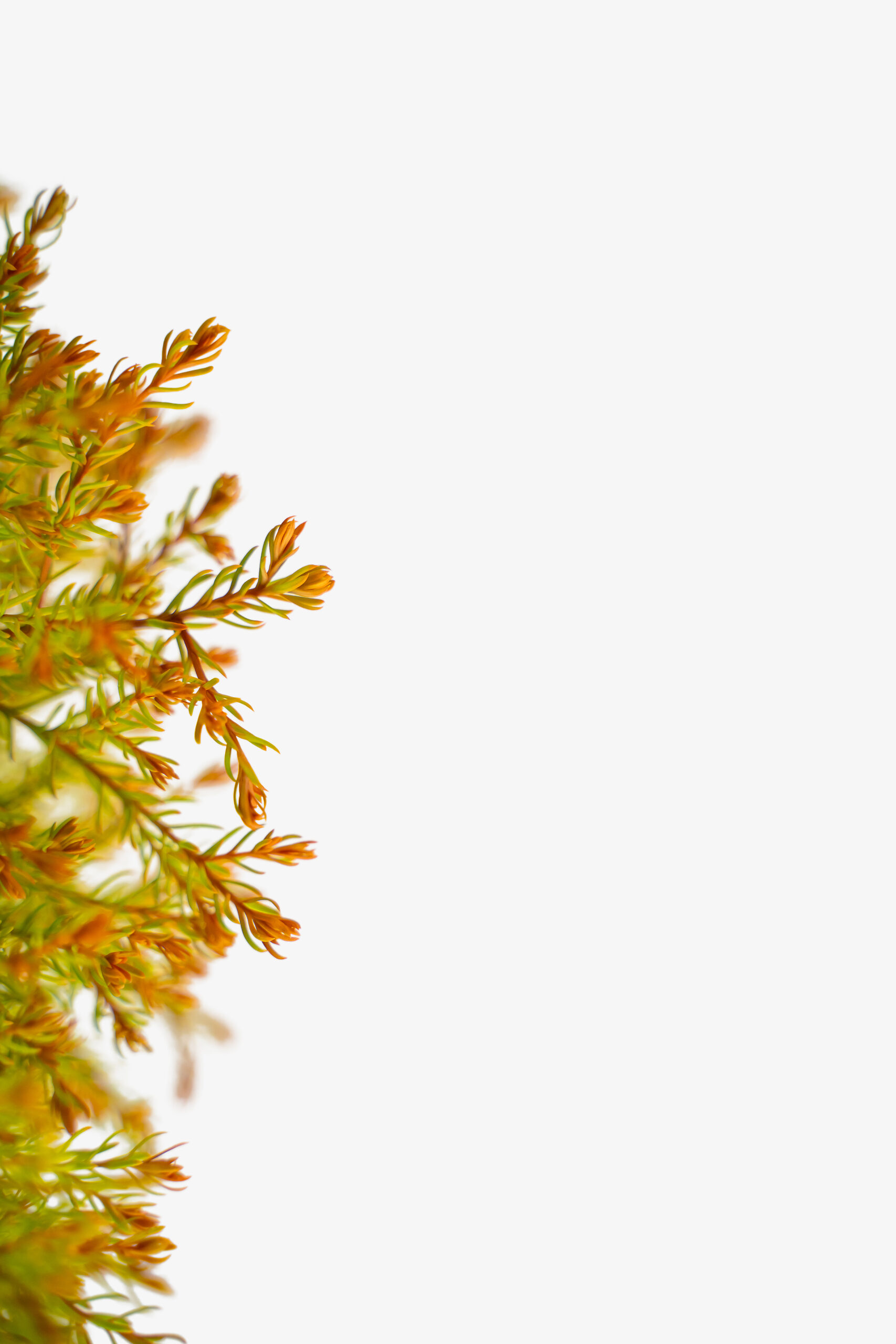 Fire Chief Arborvitae Trees For Sale Online | The Tree Center