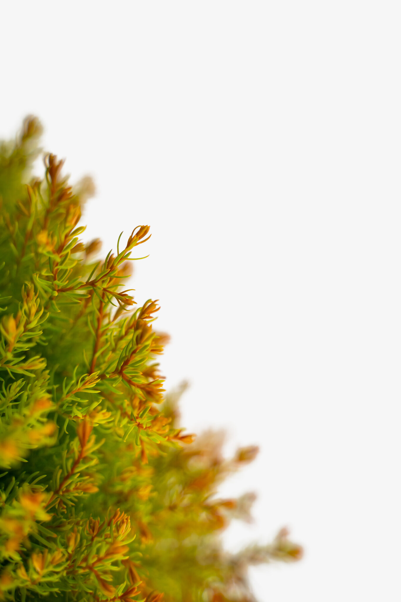Fire Chief Arborvitae Trees For Sale Online | The Tree Center