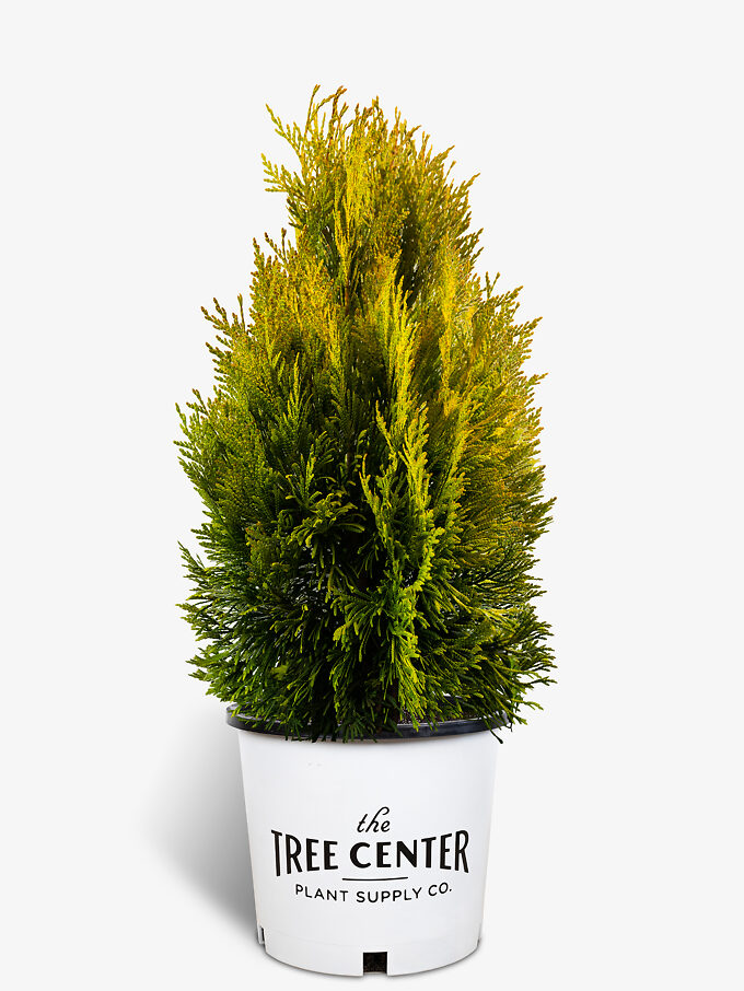 Arborvitae Trees for Sale | Buy Arborvitaes Online | The Tree Center