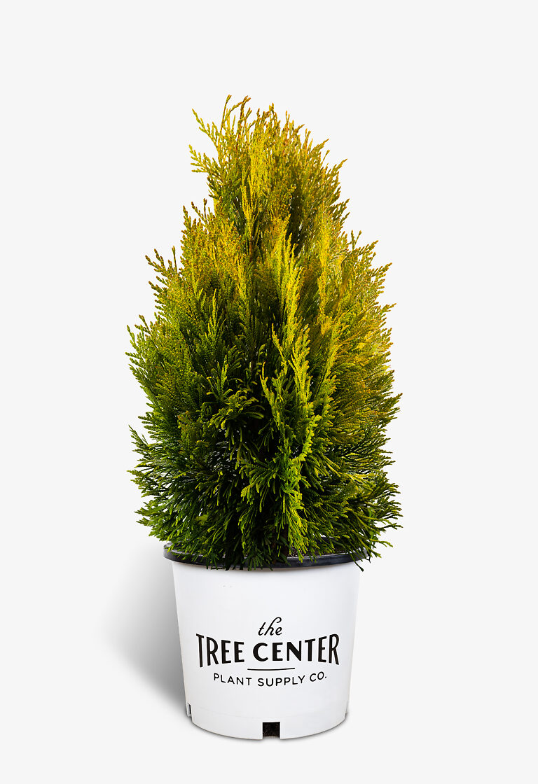 Forever Goldy Arborvitae Trees For Sale | The Tree Center