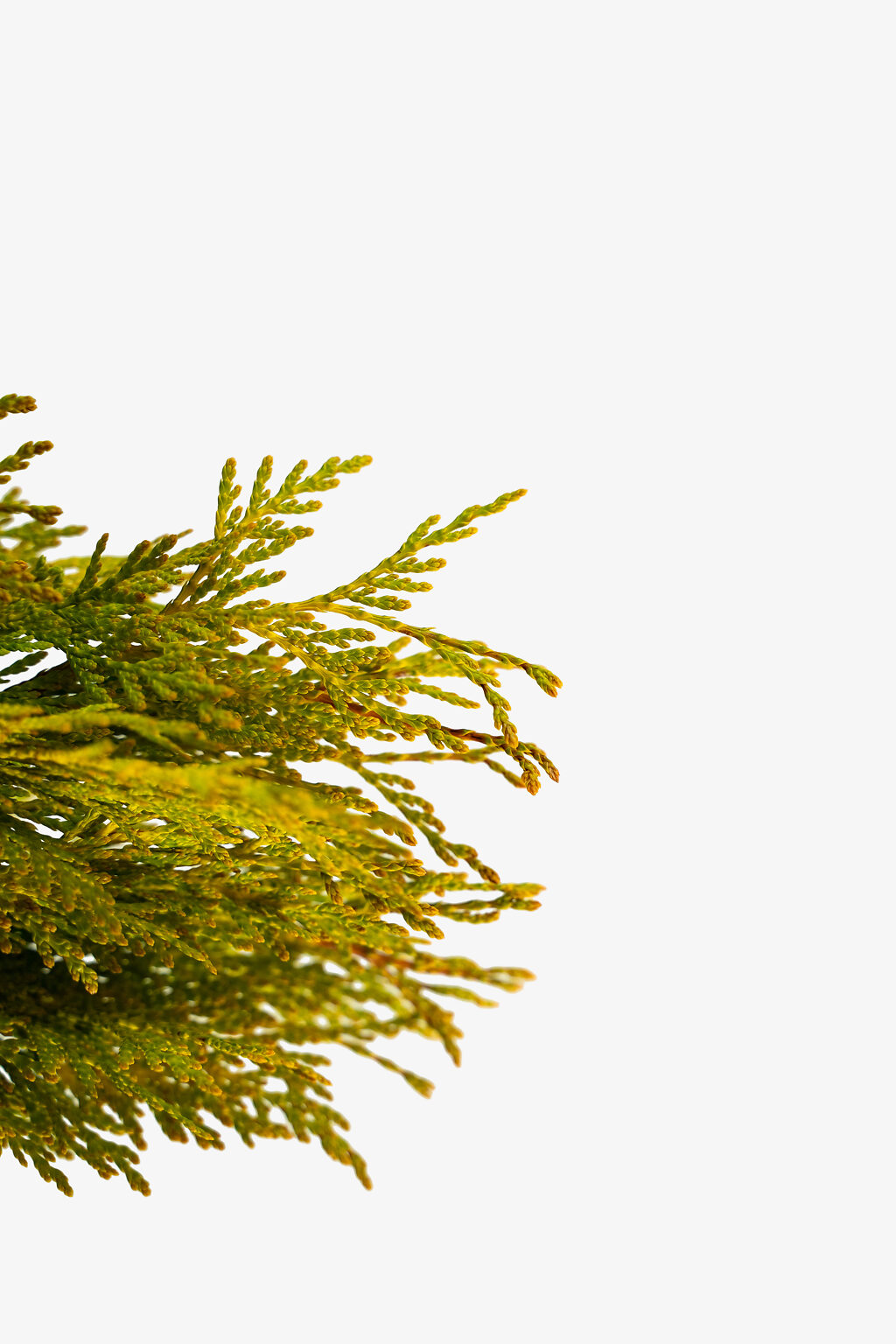 Forever Goldy Arborvitae Trees For Sale | The Tree Center