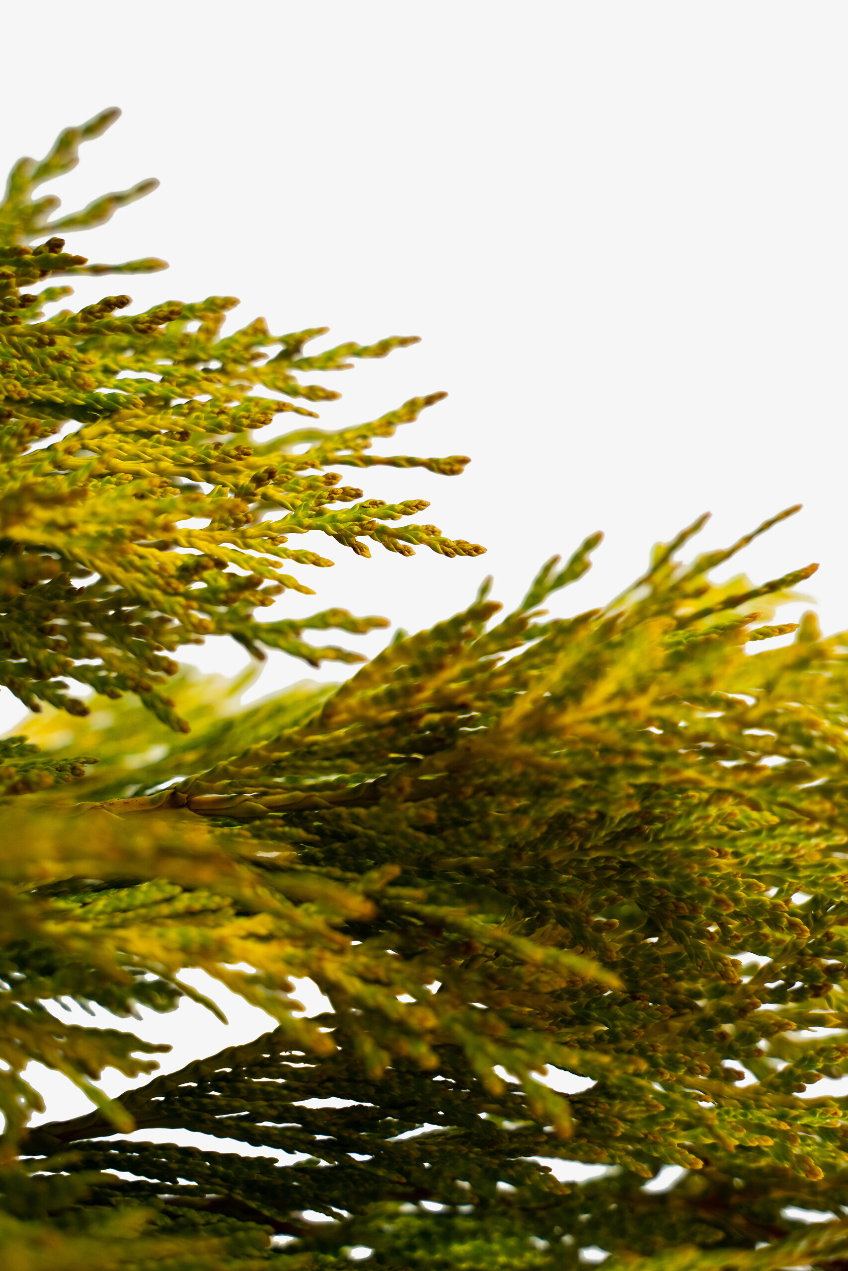 Forever Goldy Arborvitae Trees For Sale | The Tree Center
