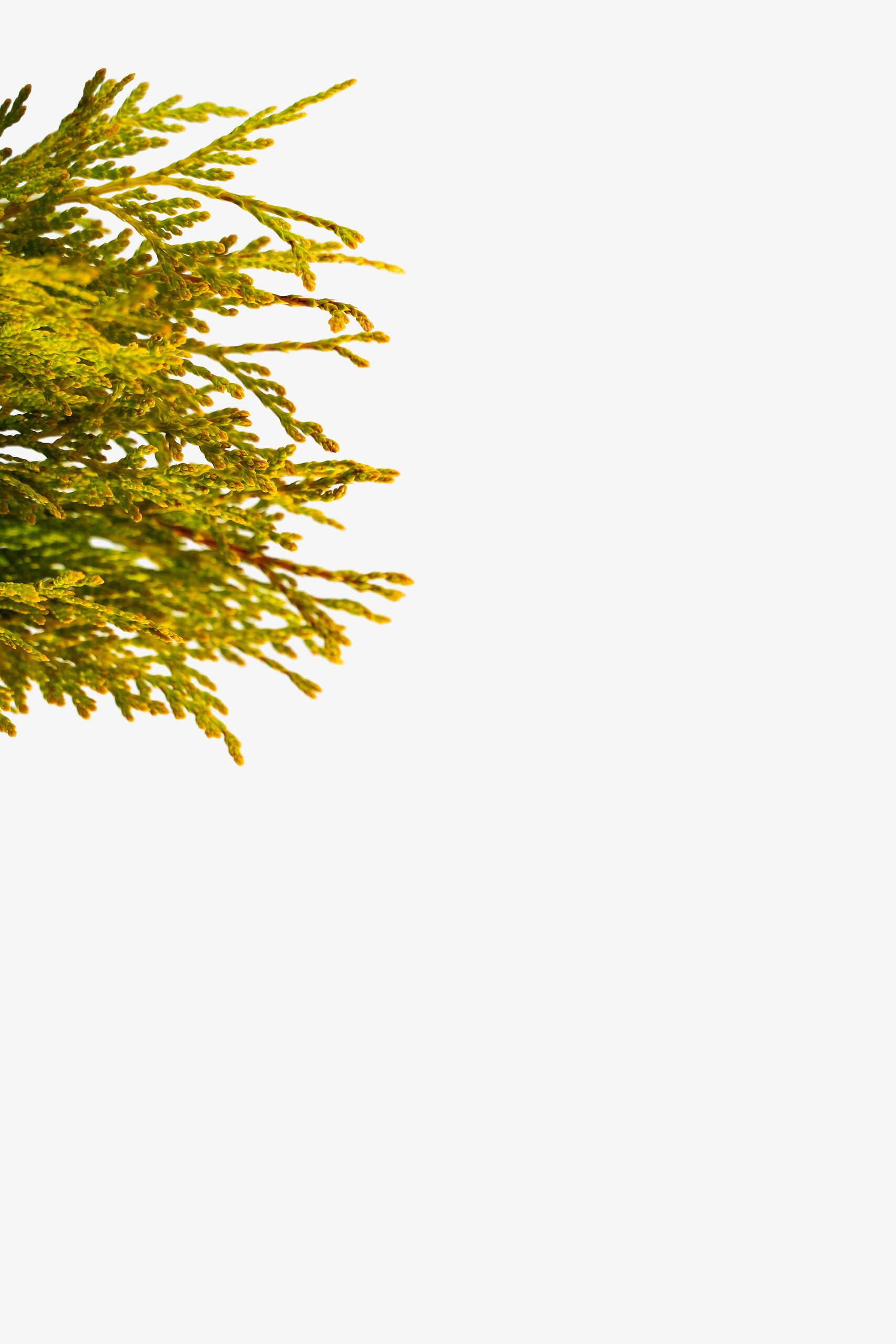 Forever Goldy Arborvitae Trees For Sale | The Tree Center