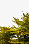 Forever Goldy Arborvitae Trees For Sale | The Tree Center