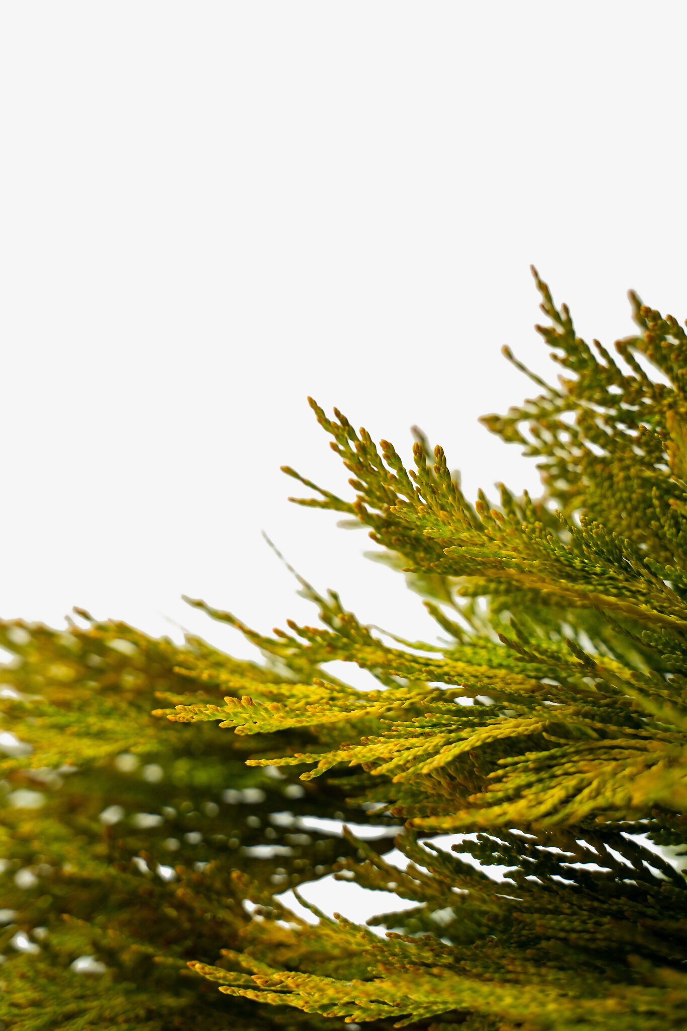 Forever Goldy Arborvitae Trees For Sale | The Tree Center