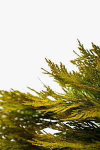 Forever Goldy Arborvitae Trees For Sale | The Tree Center