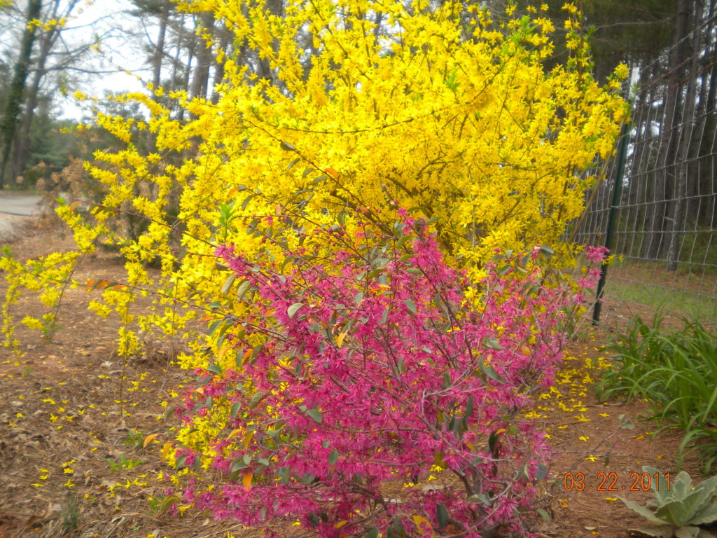 Plants for Early Spring Blooming | The Tree Center™
