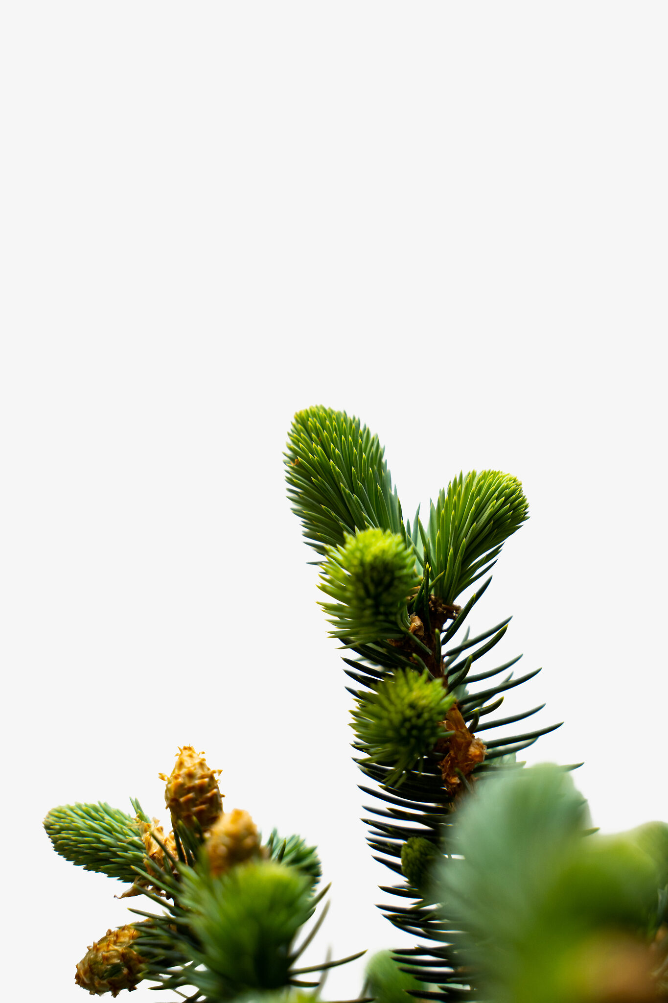 Globe Blue Spruce Tree For Sale Online | The Tree Center