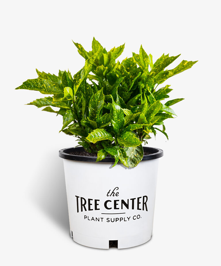 Gold Dust Aucuba Plant For Sale | The Tree Center