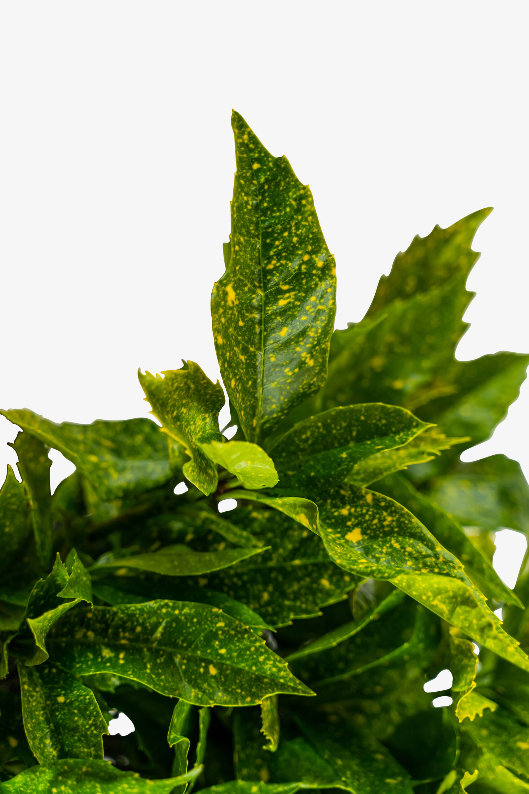 Gold Dust Aucuba Plant For Sale | The Tree Center