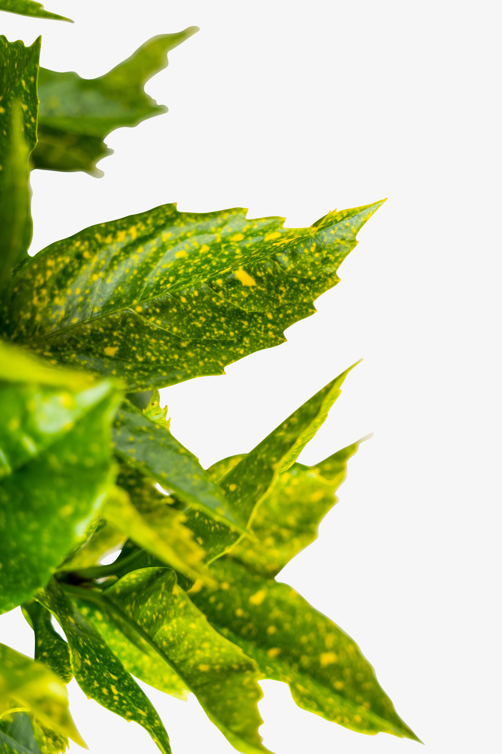 Gold Dust Aucuba Plant For Sale | The Tree Center