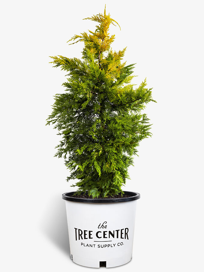 Buy Cypress Trees Online | The Tree Center