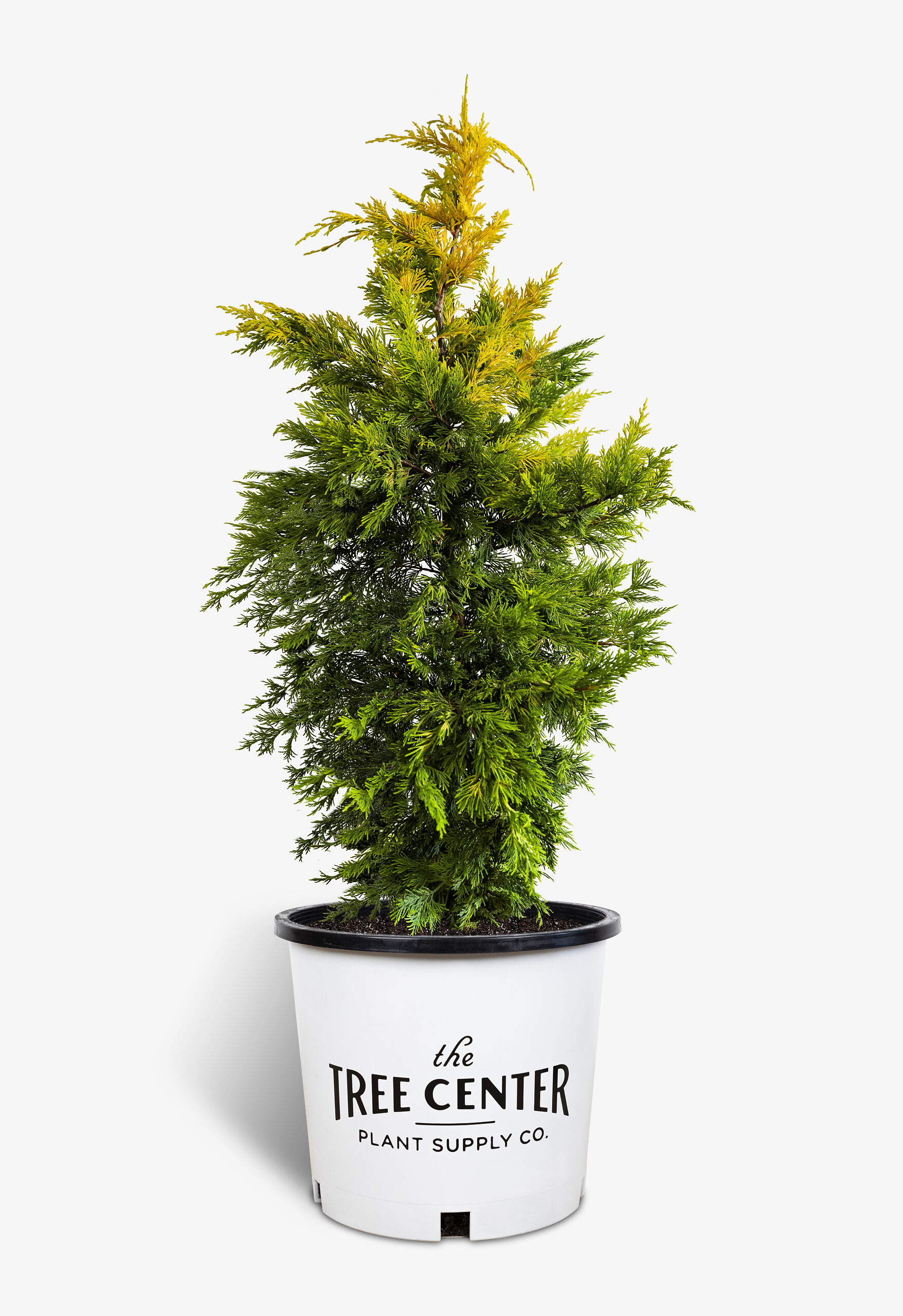 Gold Rider Leyland Cypress Trees For Sale | The Tree Center