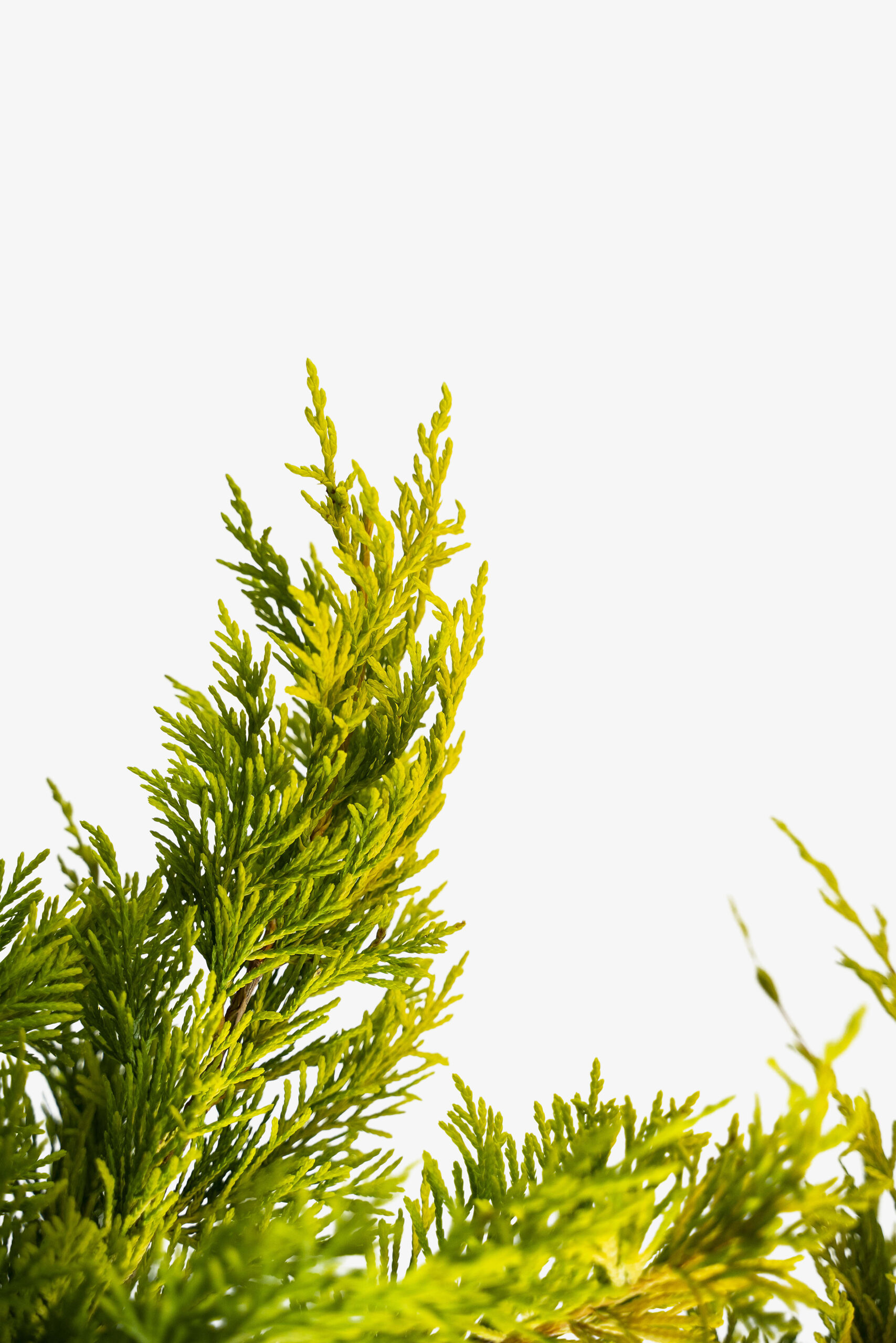 Gold Rider Leyland Cypress Trees For Sale | The Tree Center
