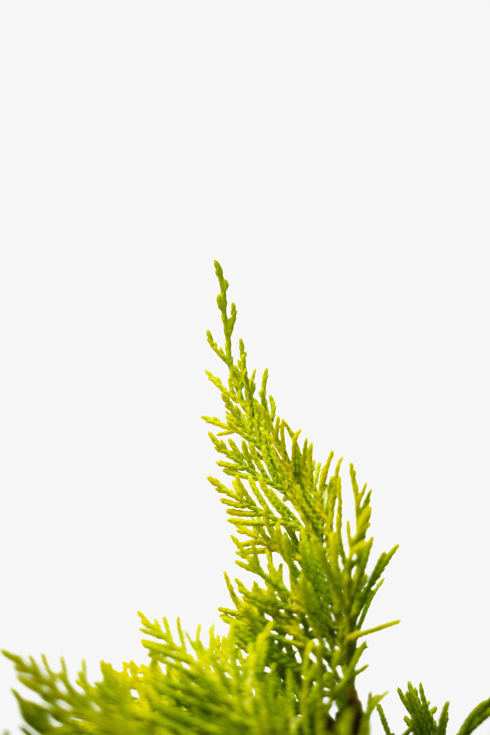 Gold Rider Leyland Cypress Trees For Sale | The Tree Center