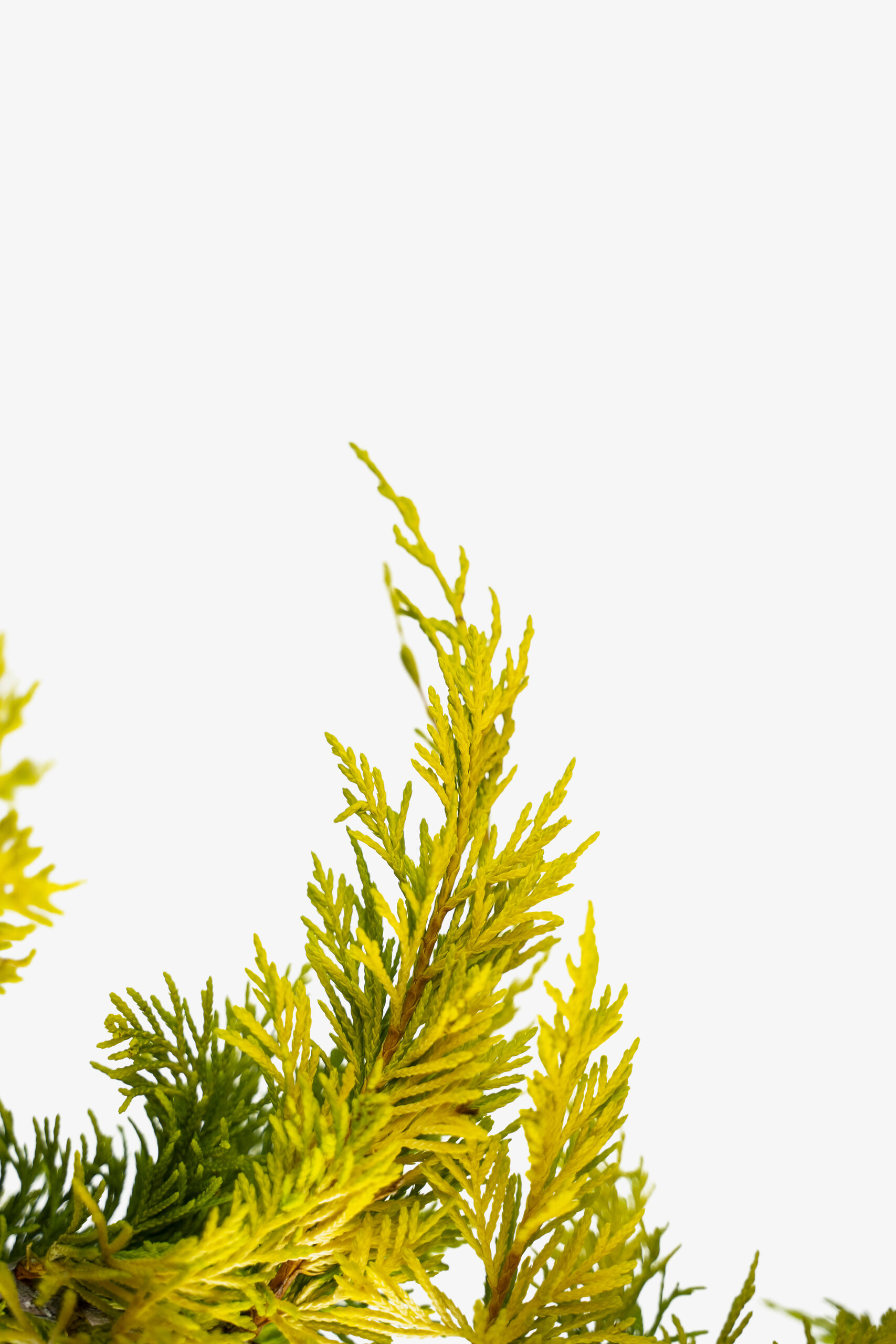 Gold Rider Leyland Cypress Trees For Sale | The Tree Center