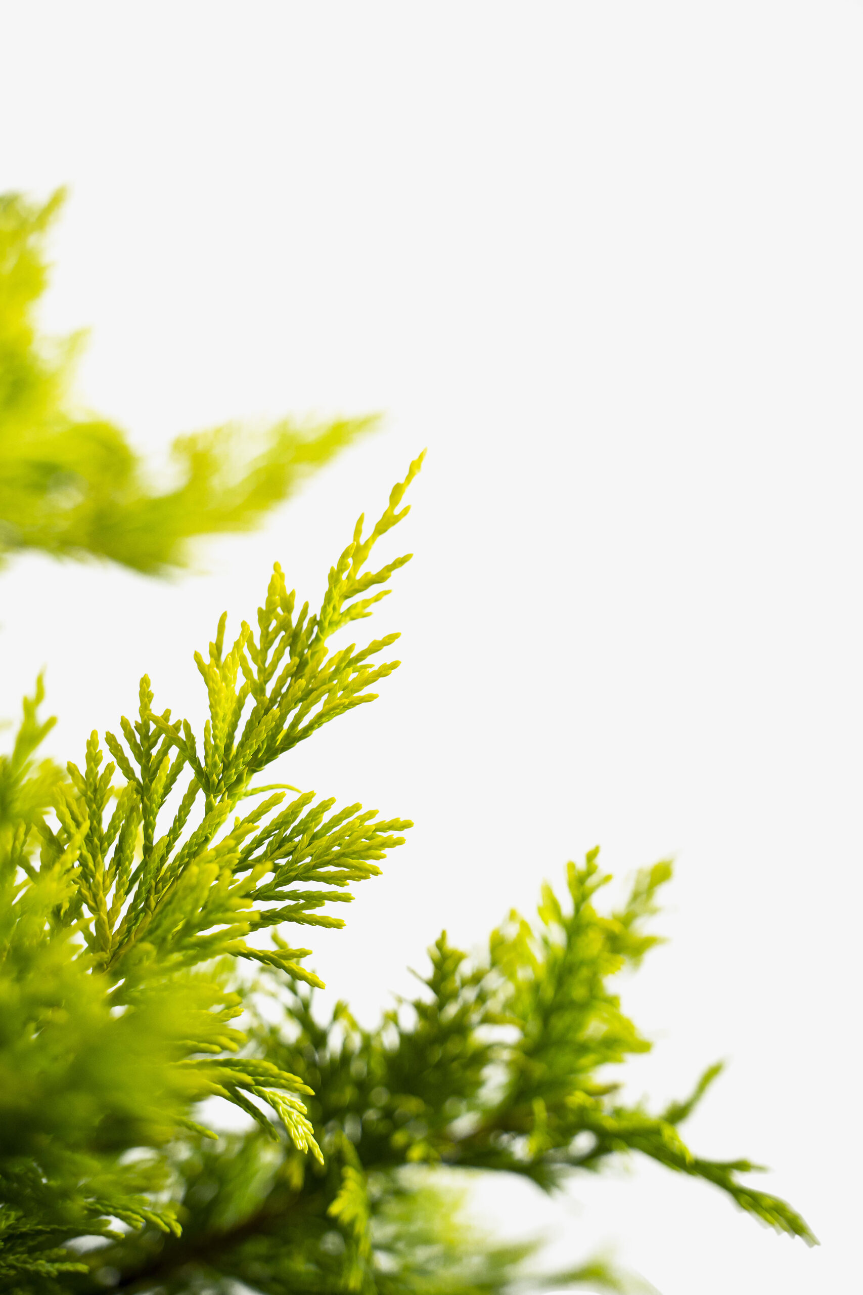 Gold Rider Leyland Cypress Trees For Sale | The Tree Center