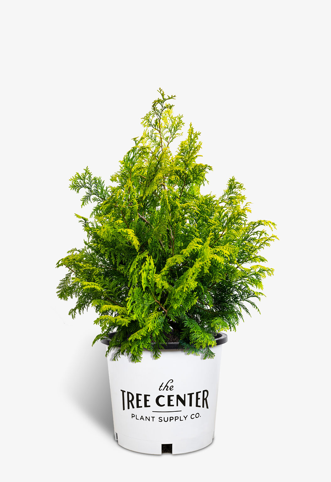 Golden Hinoki Cypress Trees For Sale | The Tree Center