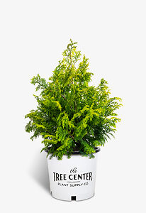 Golden Hinoki Cypress Trees For Sale | The Tree Center