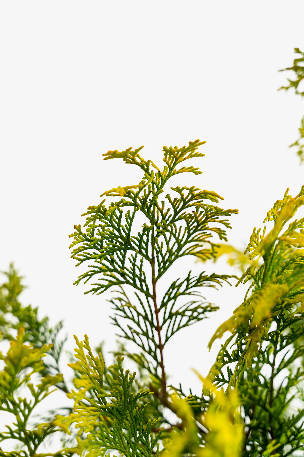 Golden Hinoki Cypress Trees For Sale | The Tree Center