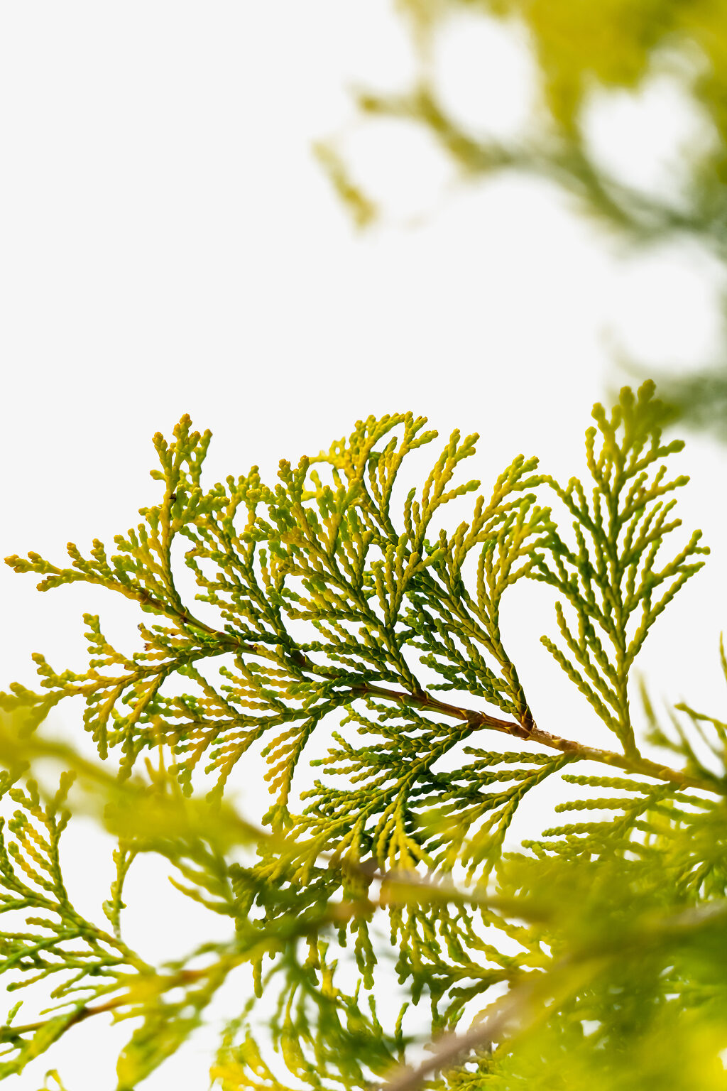 Golden Hinoki Cypress Trees For Sale | The Tree Center
