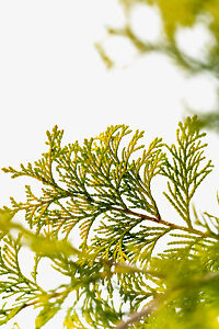 Golden Hinoki Cypress Trees For Sale | The Tree Center