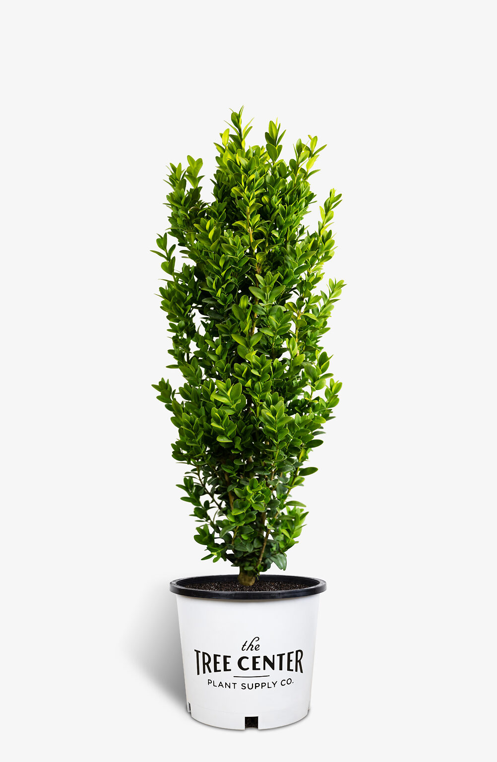 Graham Blandy Boxwood Shrubs For Sale | The Tree Center