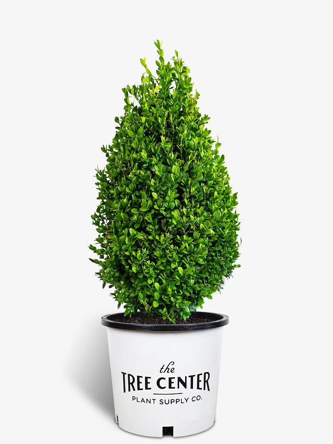 Korean Boxwood Franklins Gem | The Tree Center