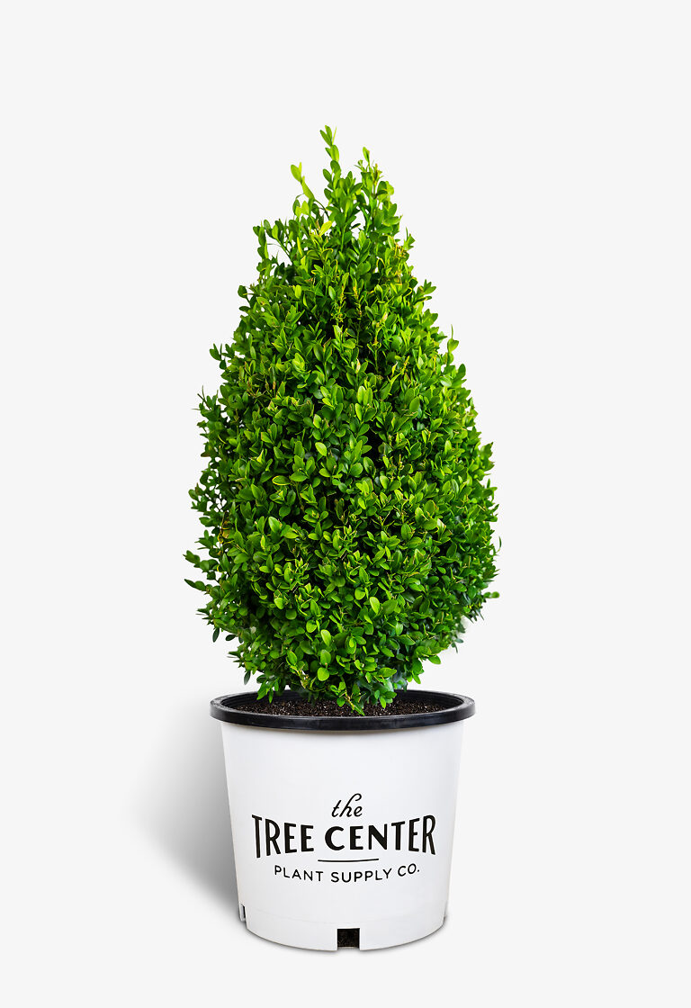Green Mountain Boxwood Shrubs For Sale | The Tree Center