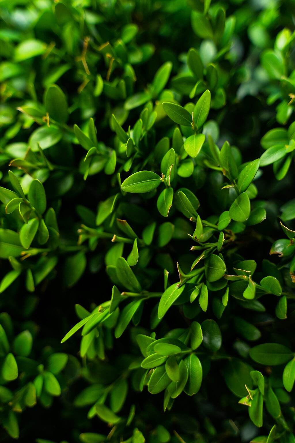 Green Mountain Boxwood Shrubs For Sale | The Tree Center