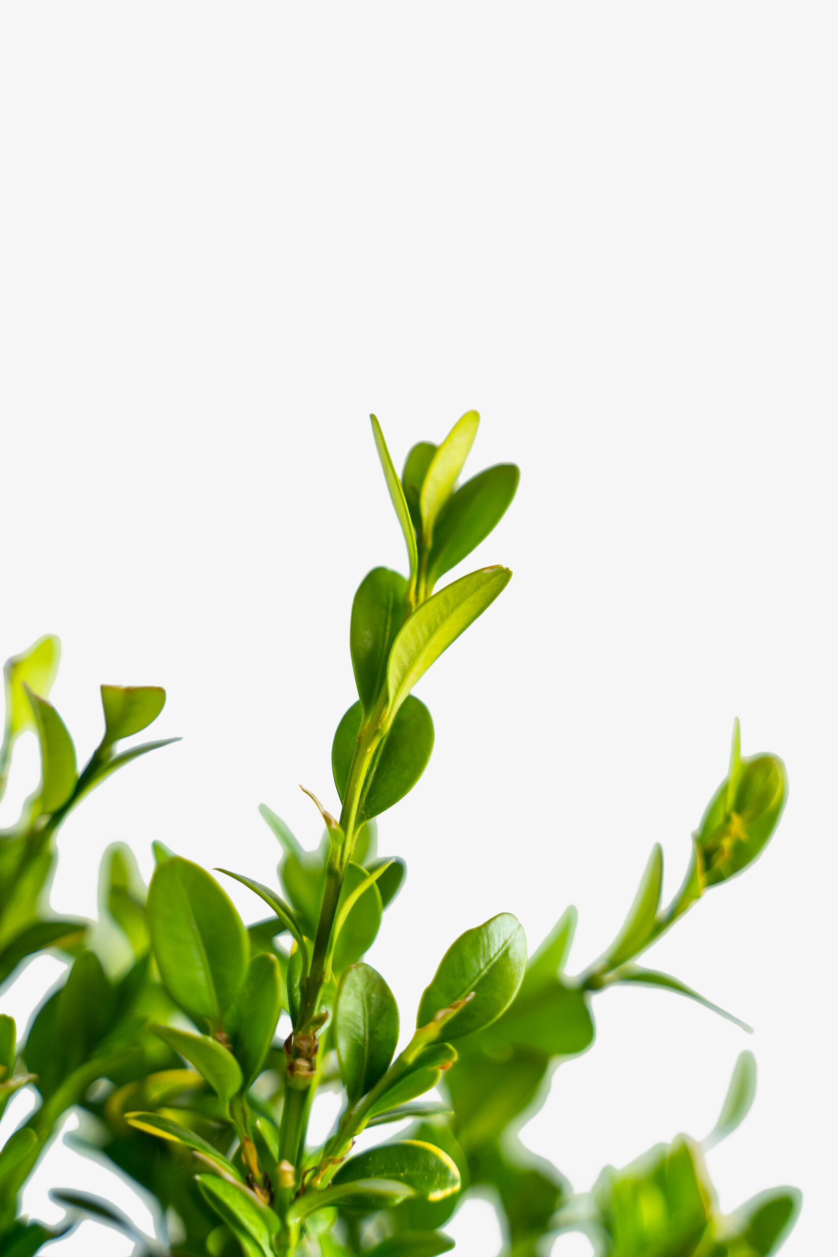 Green Mountain Boxwood Shrubs For Sale | The Tree Center