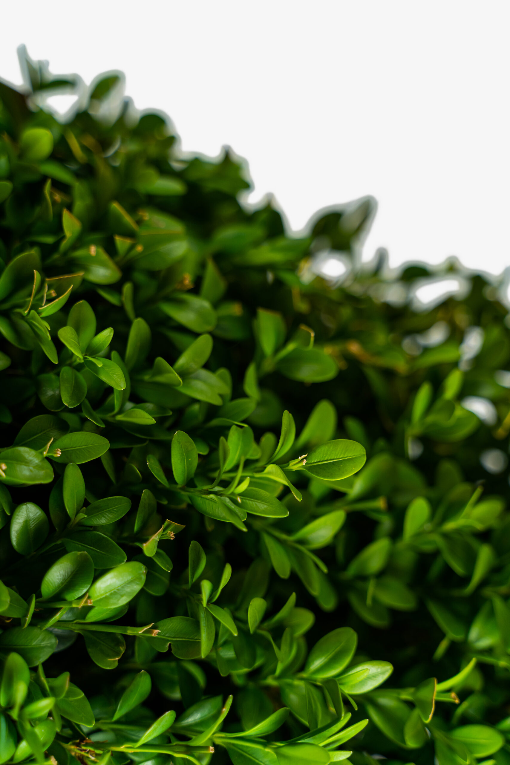 Green Mountain Boxwood Shrubs For Sale | The Tree Center