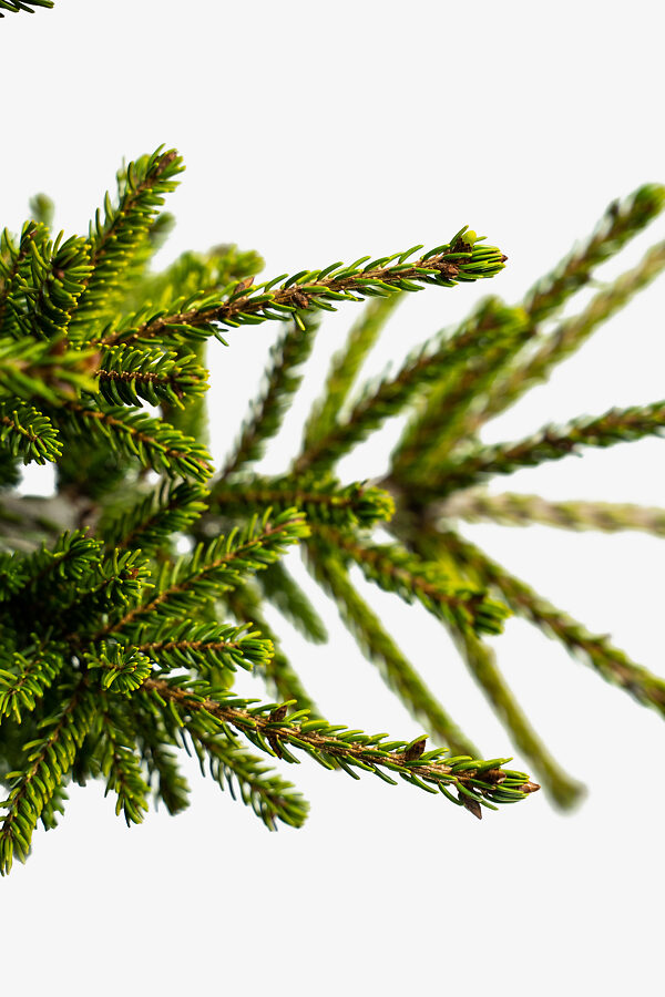 Green Oriental Spruce Trees For Sale Online | The Tree Center