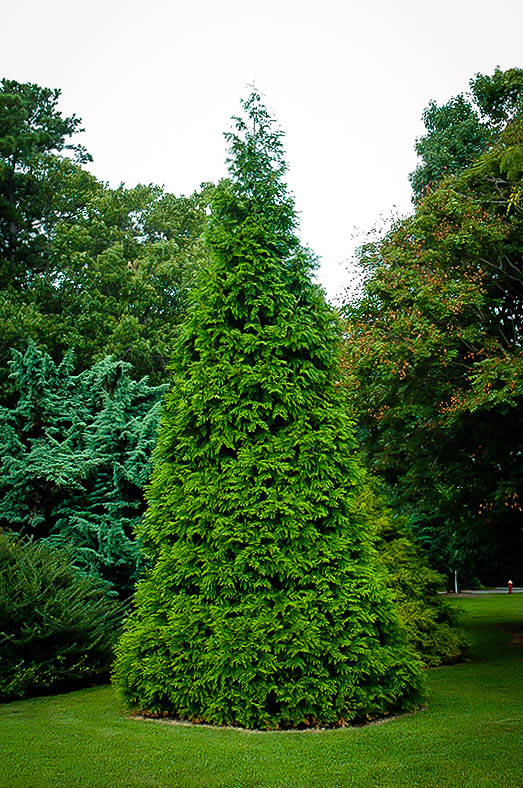 Complete Thuja Green Giant Guide | Planting & Care Tips for Thuja Trees