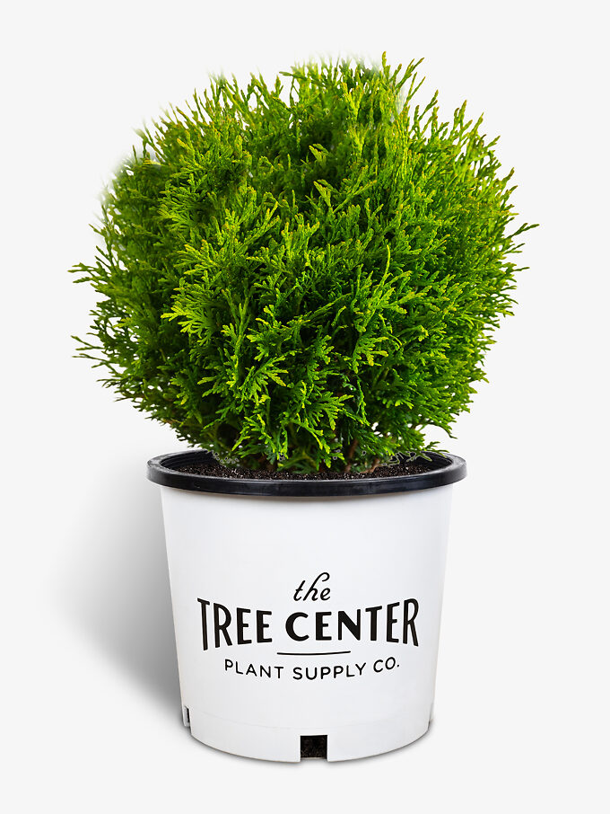 Arborvitae Trees for Sale | Buy Arborvitaes Online | The Tree Center